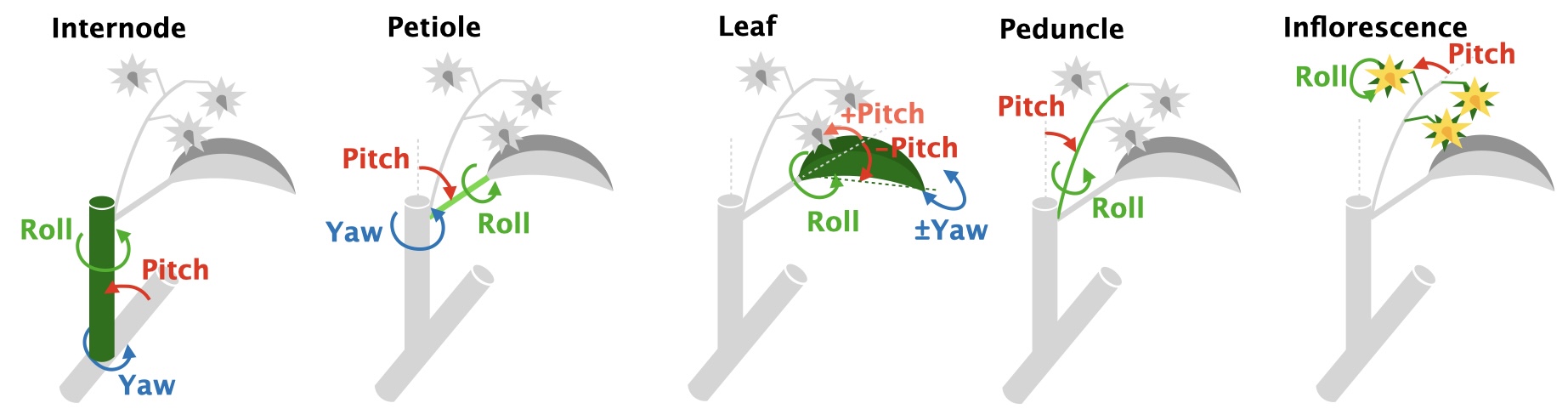 Helios: Plant Architecture Model Plugin Documentation